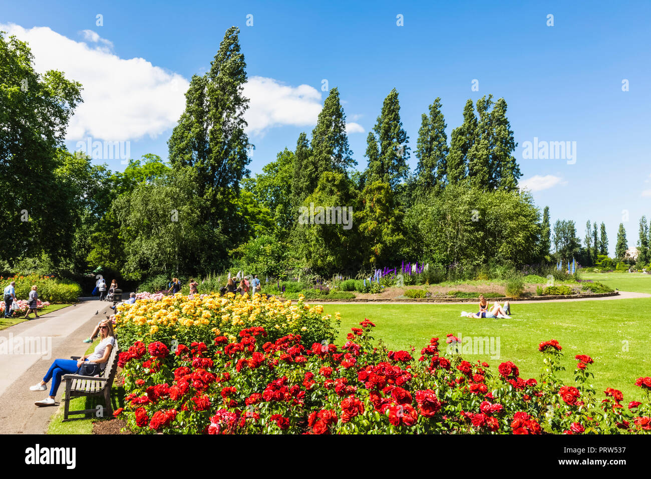 England, London, Regents Park, Queen Mary's Gardens, Roses Stock Photo ...