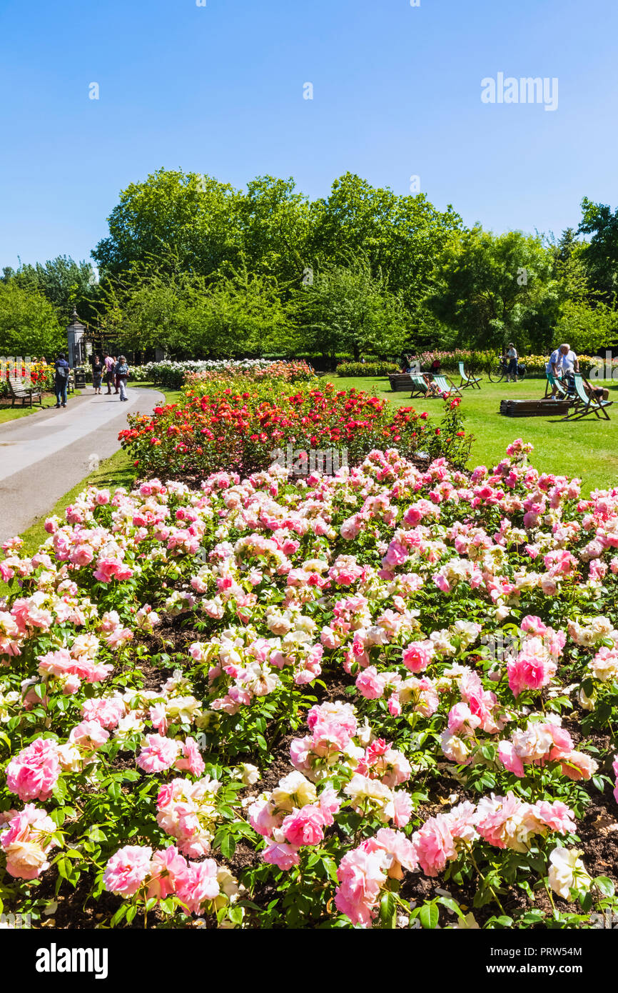 England, London, Regents Park, Queen Mary's Gardens, Roses Stock Photo ...