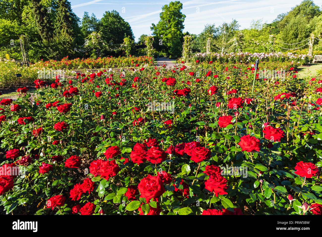 England, London, Regents Park, Queen Mary's Gardens, Roses Stock Photo ...