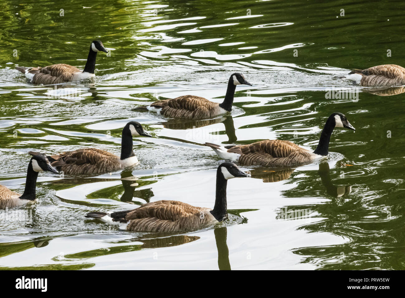 England, London, Regents Park, Flock of Geese in Lake Stock Photo - Alamy