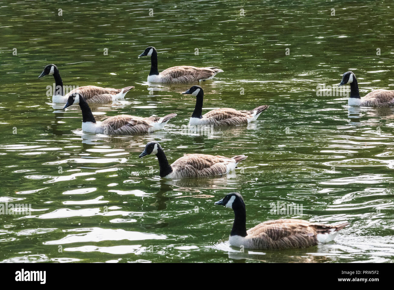 England, London, Regents Park, Flock of Geese in Lake Stock Photo - Alamy