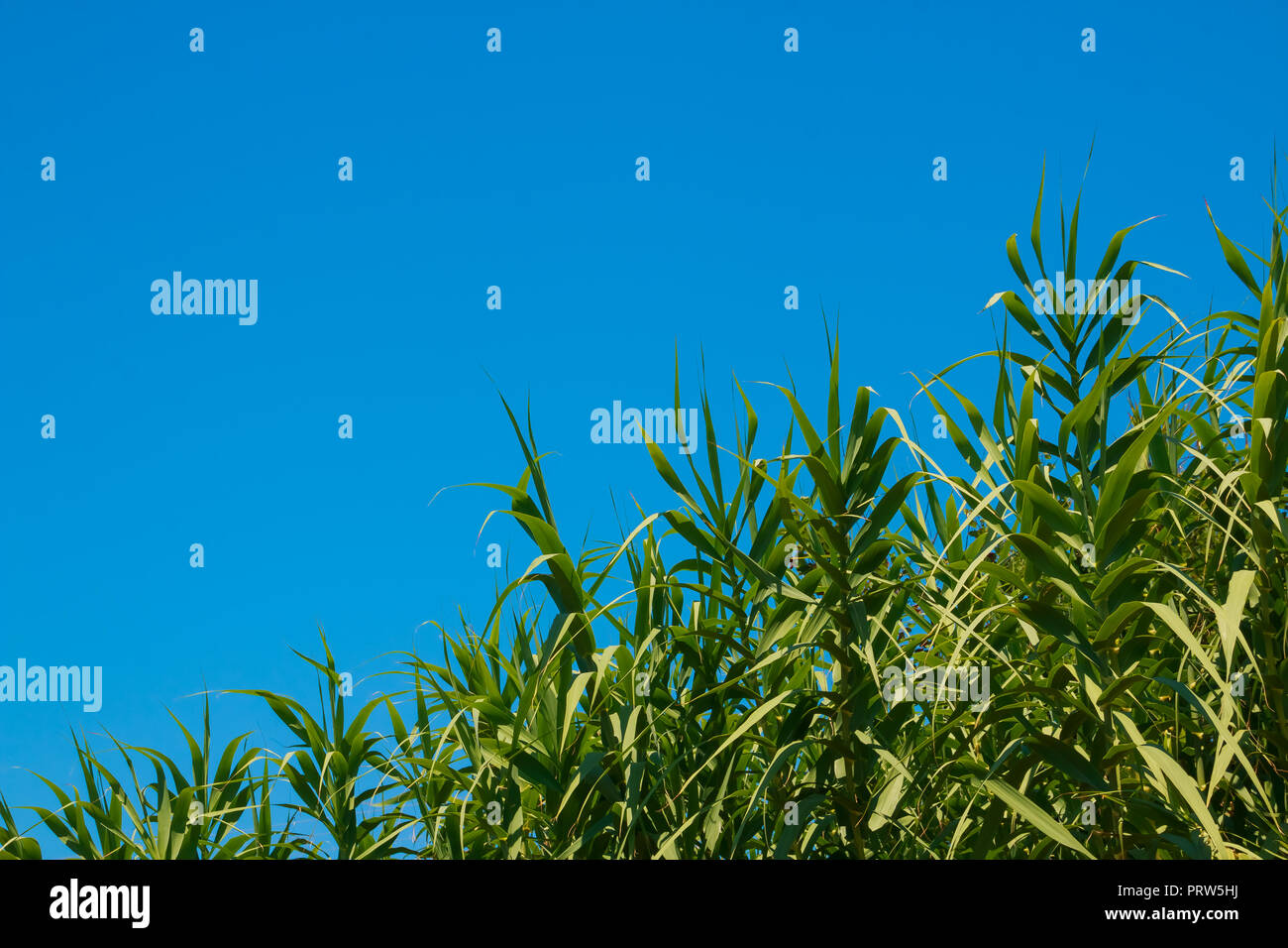 exotic trees, tropical greenery.wind blowing green Reeds in Summer ...