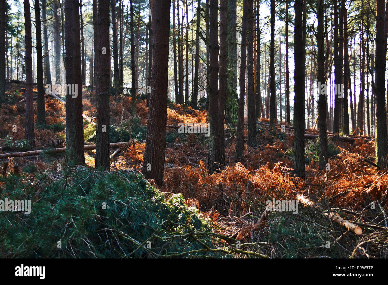 Brownsea island dorset hi-res stock photography and images - Alamy