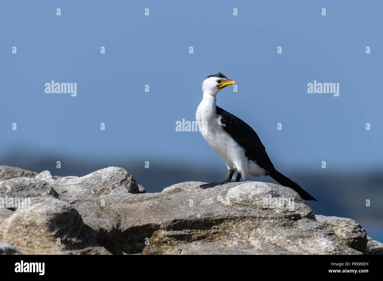 Cormorant bird standing on a rock Stock Photo - Alamy
