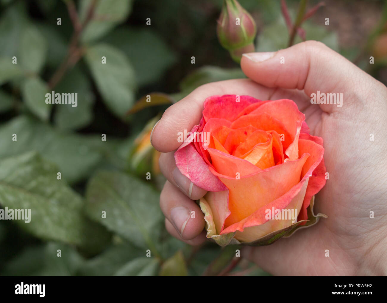 Hand holding a colorful Rose Flower Stock Photo - Alamy