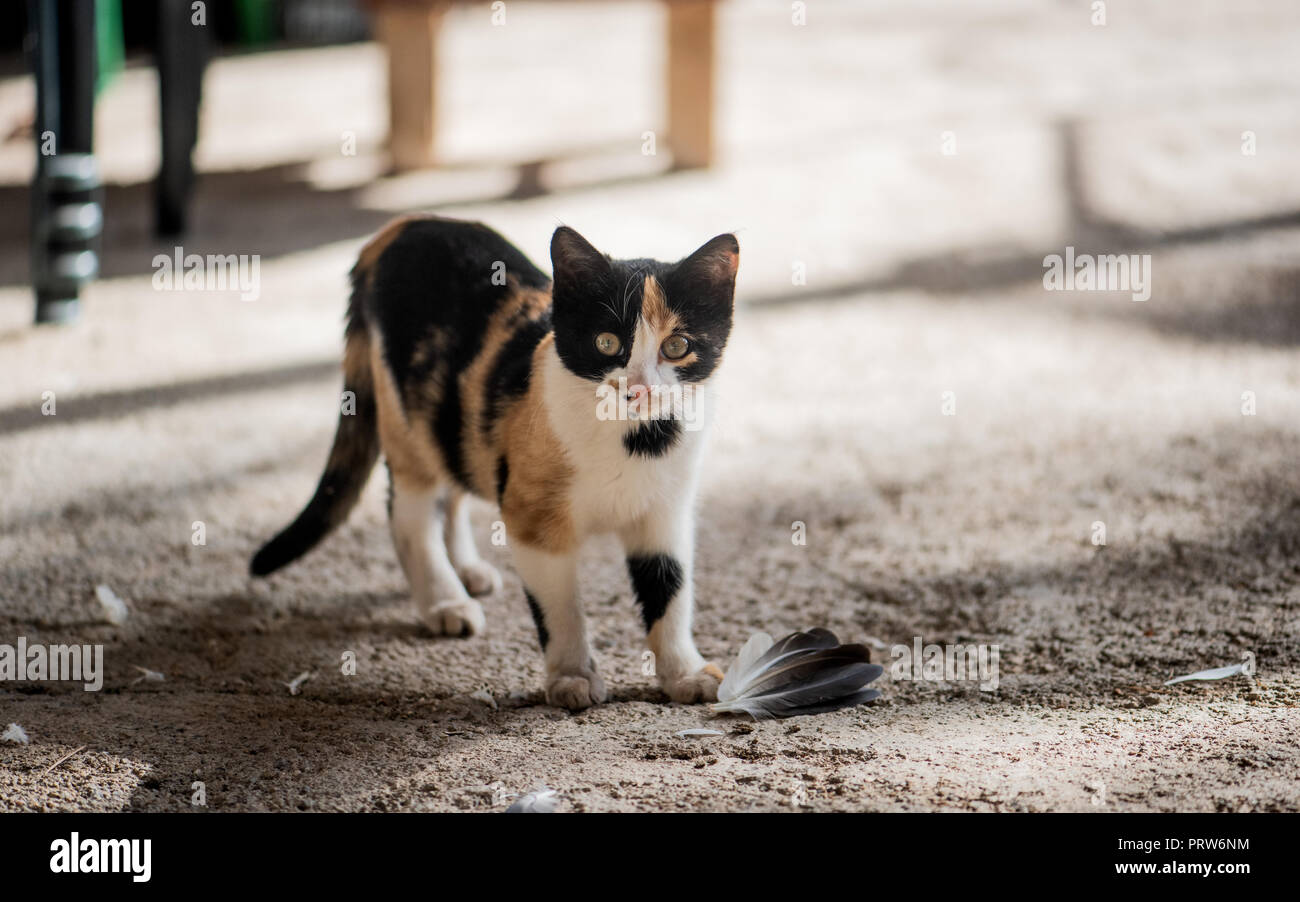 Dead Kitten High Resolution Stock Photography and Images - Alamy