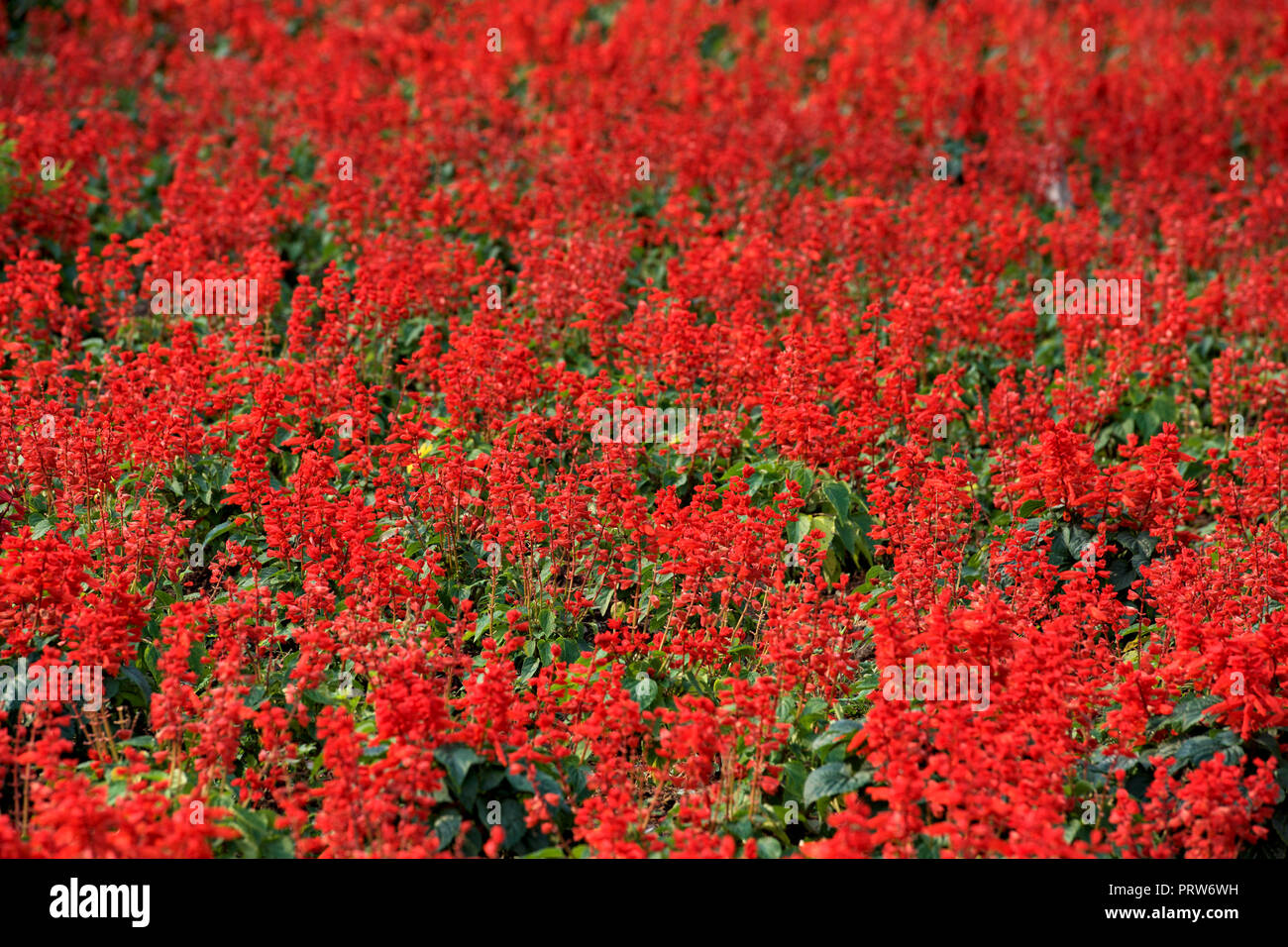 Red flowers background. Field of red flowers Stock Photo - Alamy