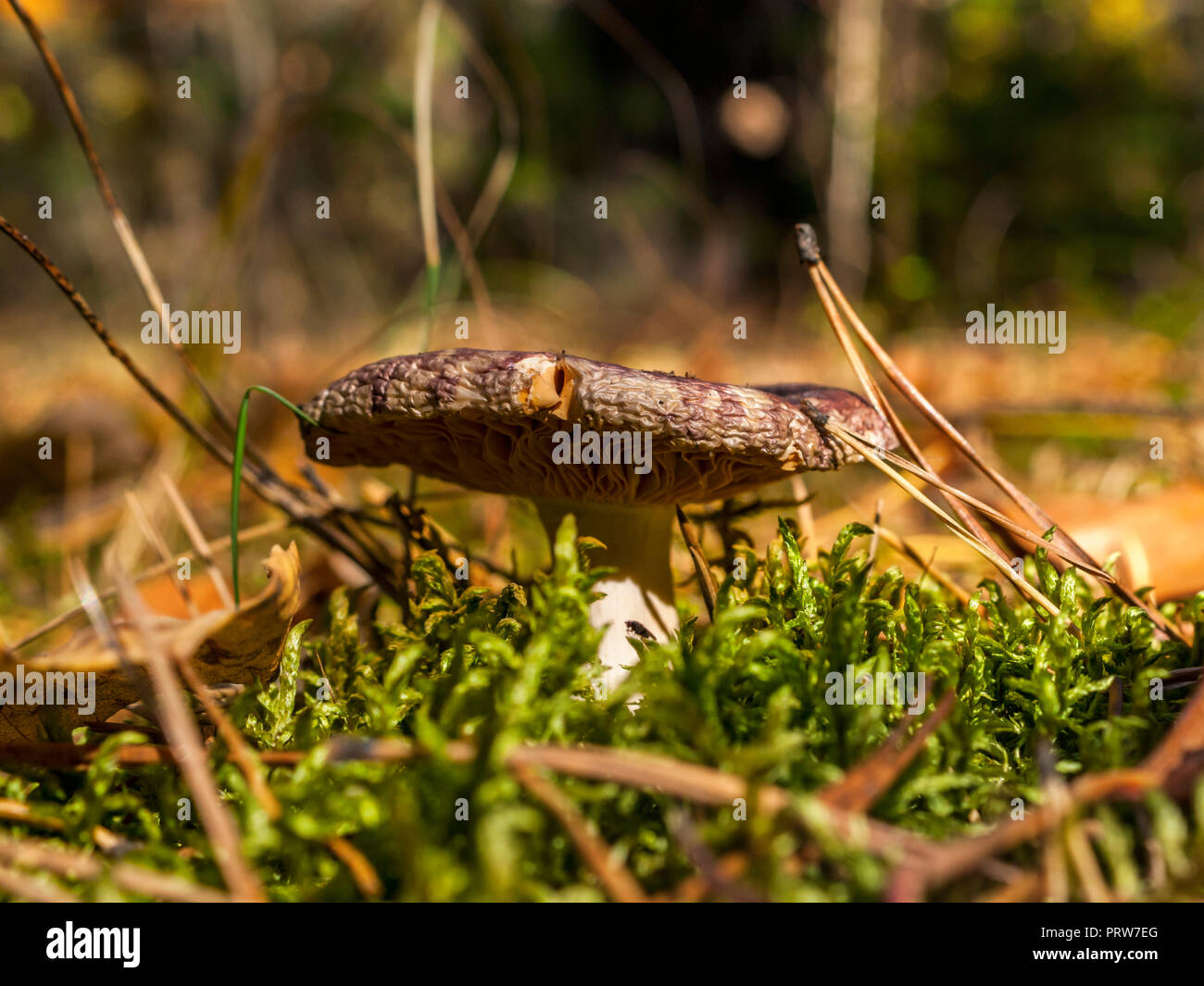 Purple mushroom hi-res stock photography and images - Alamy