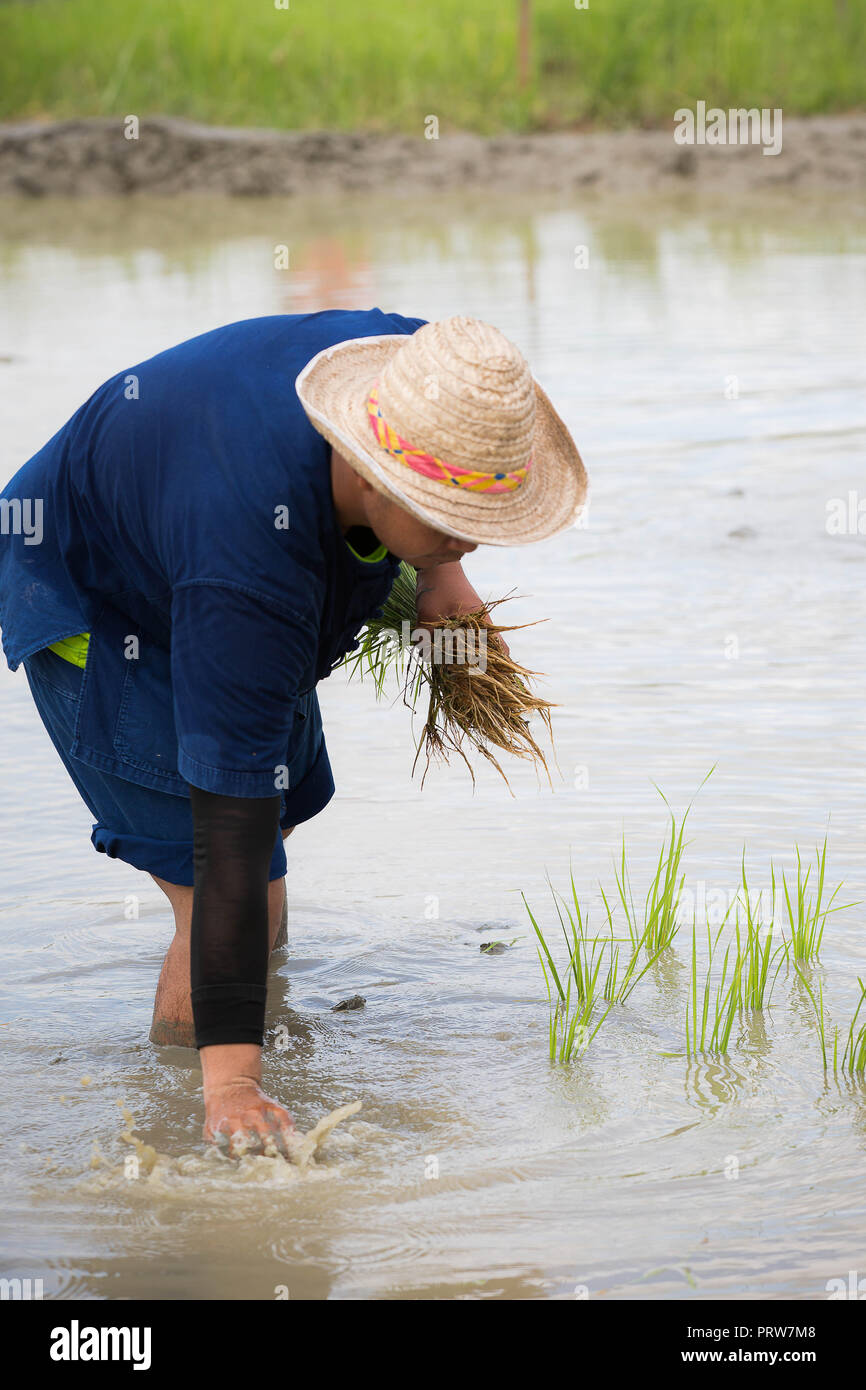 Thai Man Planting Rice Stock Photo - Alamy