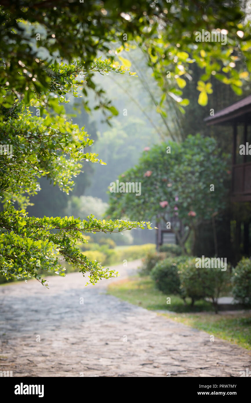 Pathway framed by tropical greenery Stock Photo - Alamy