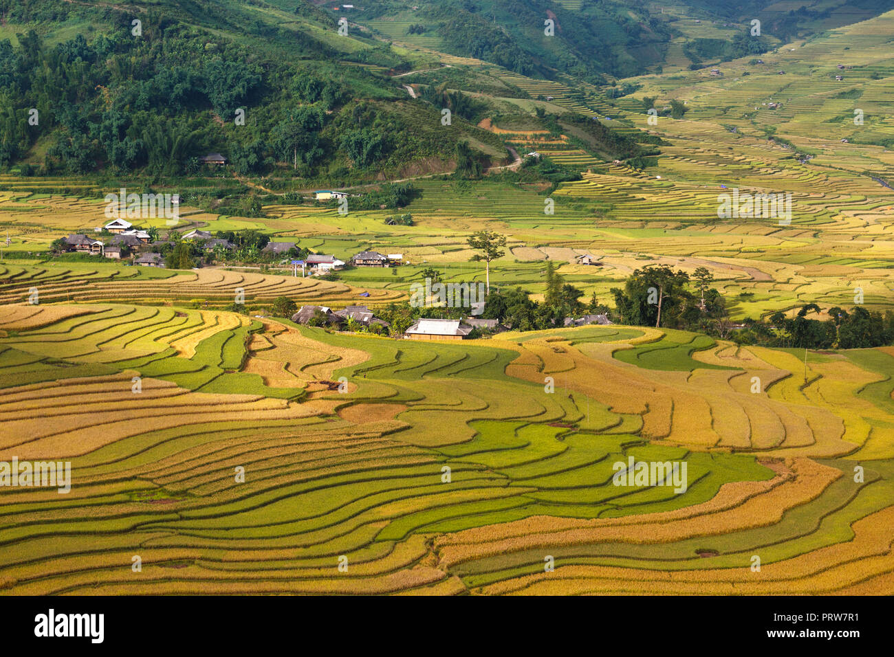 See terraced fields in Phung village in Hoang Su Phi district, Ha Giang province, Vietnam Stock ...