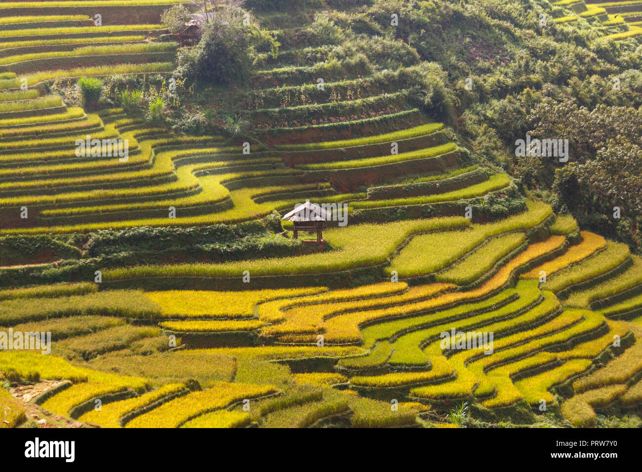 See terraced fields in Phung village in Hoang Su Phi district, Ha Giang province, Vietnam Stock ...