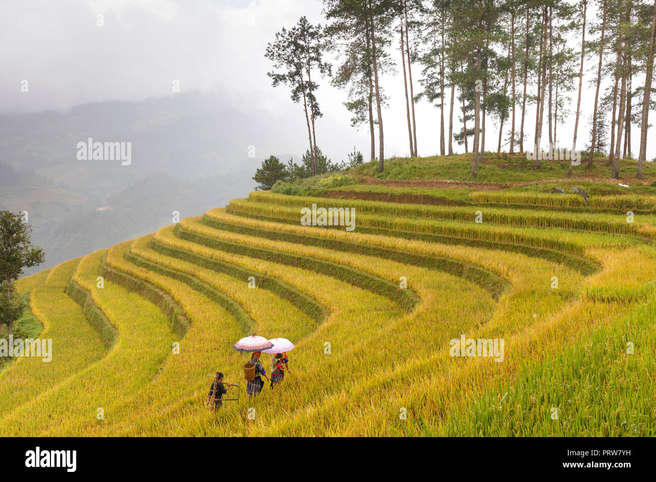 See terraced fields in Phung village in Hoang Su Phi district, Ha Giang province, Vietnam Stock ...