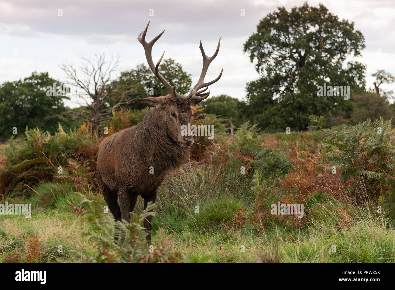 Moving deer hi-res stock photography and images - Alamy