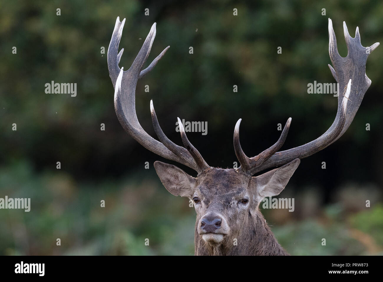 Red deer cervus elaphus pride wildlife hi-res stock photography and ...