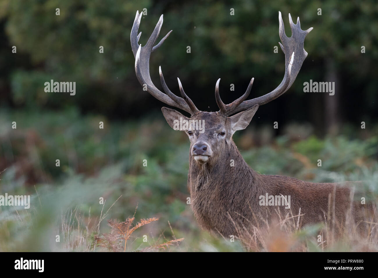 Moving deer hi-res stock photography and images - Alamy