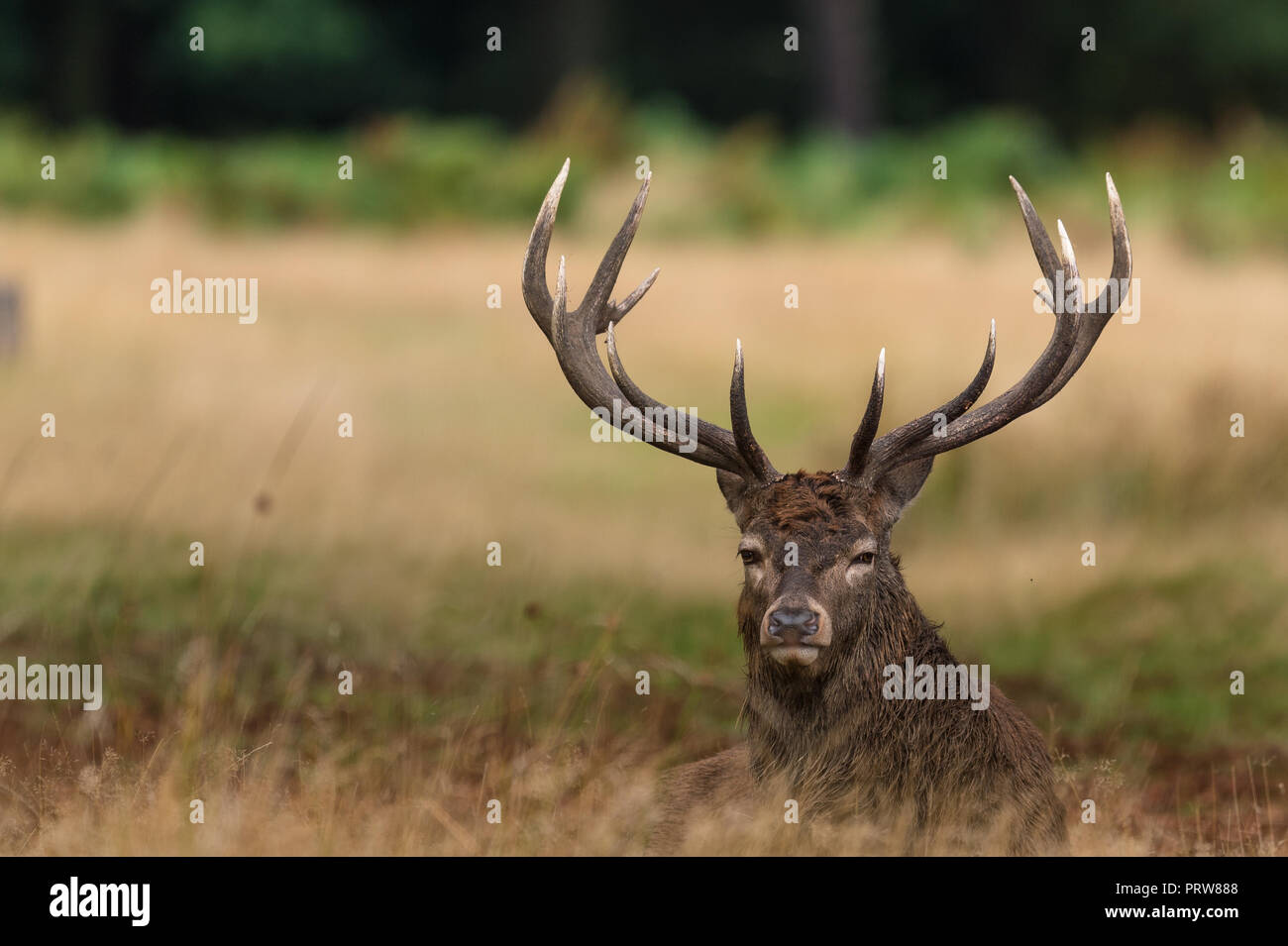 Climbing Deer High Resolution Stock Photography and Images - Alamy