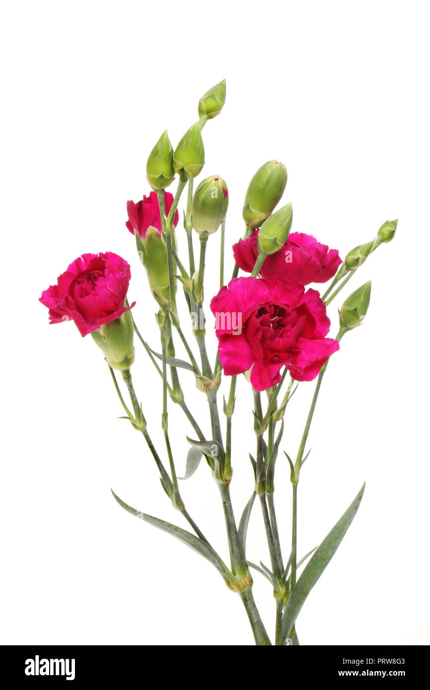 Spray carnation Cut Out Stock Images & Pictures - Alamy