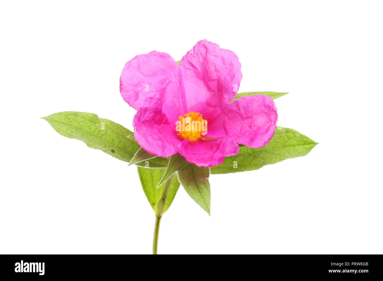 Magenta rock-rose flower, Cistus incanus, isolated against white Stock ...