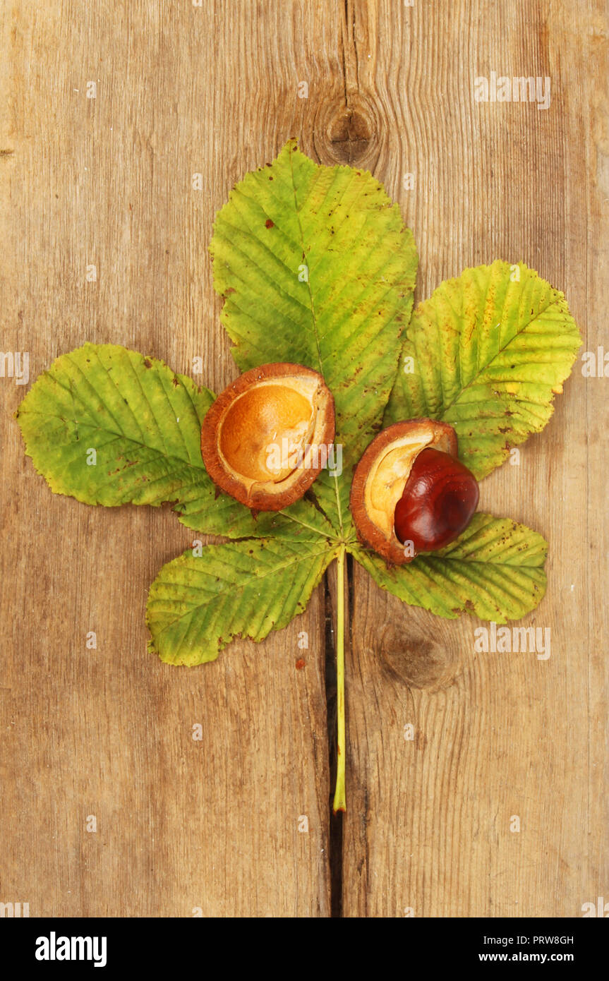 Conkers and a horse-chestnut leaf on old weathered wood Stock Photo - Alamy