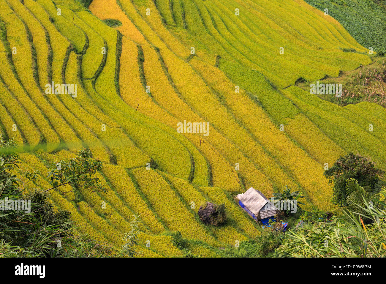 See terraced fields in Phung village in Hoang Su Phi district, Ha Giang province, Vietnam Stock ...