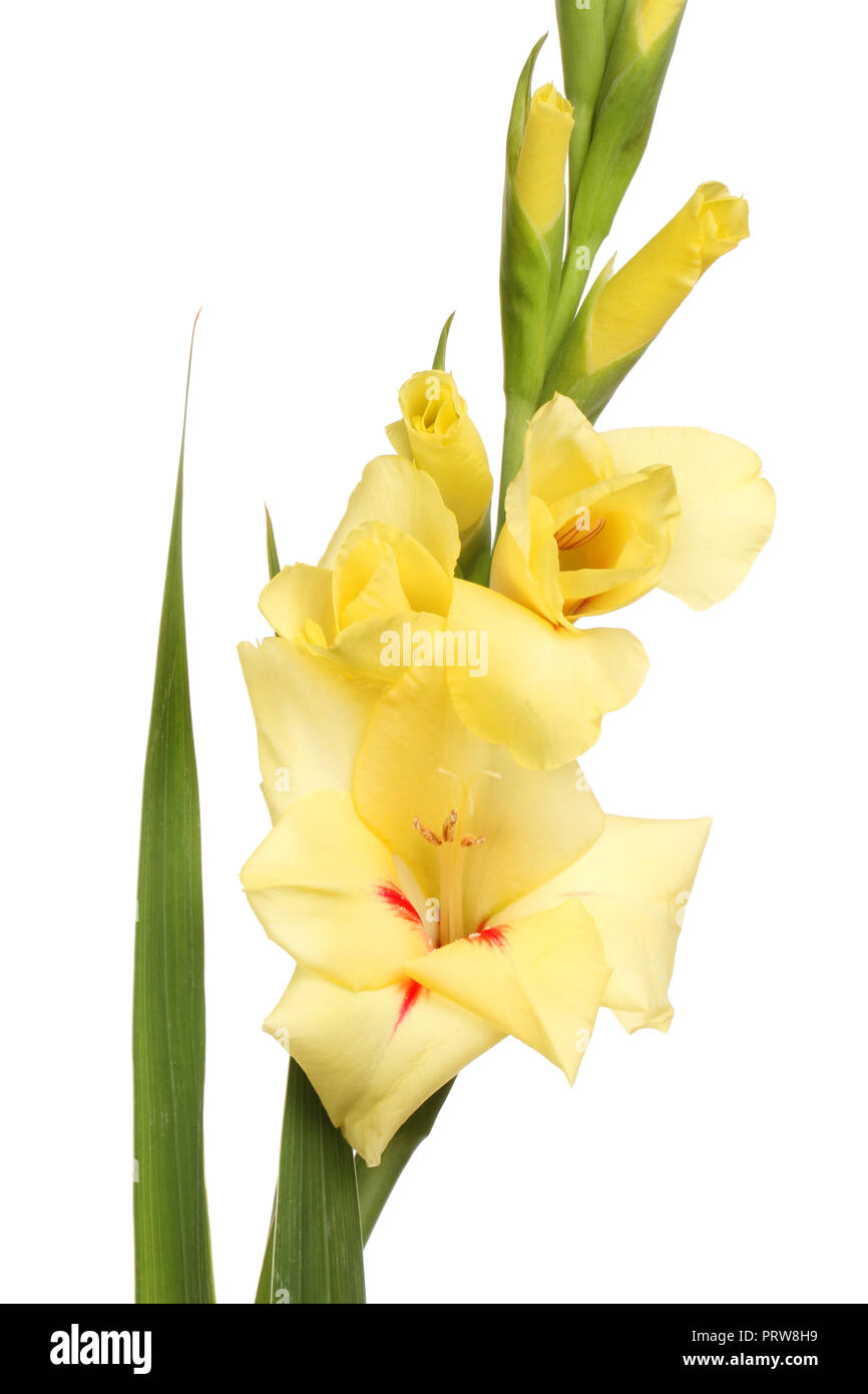 Yellow gladioli flower Cut Out Stock Images & Pictures - Alamy