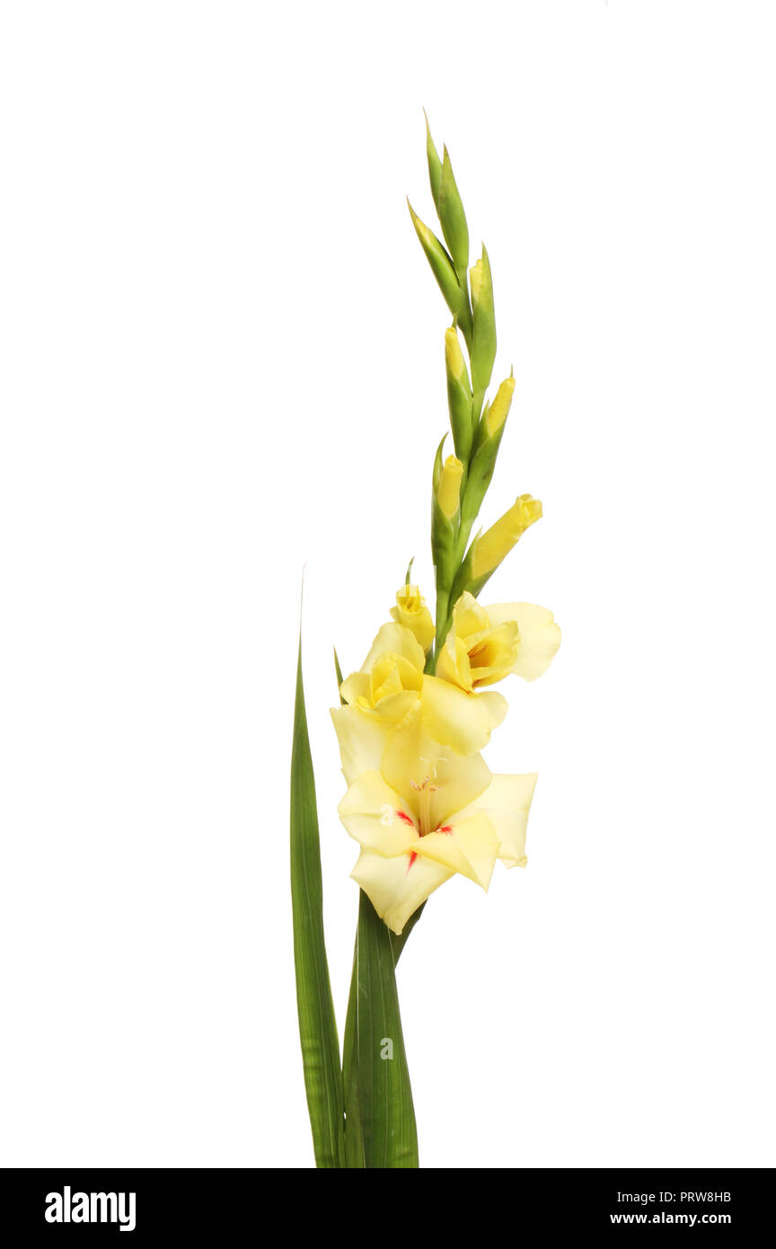 Yellow gladiolus hi-res stock photography and images - Alamy