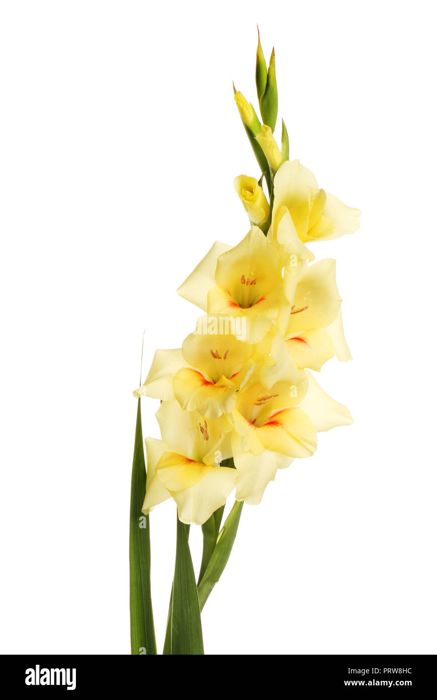 Gladioli flower hi-res stock photography and images - Alamy