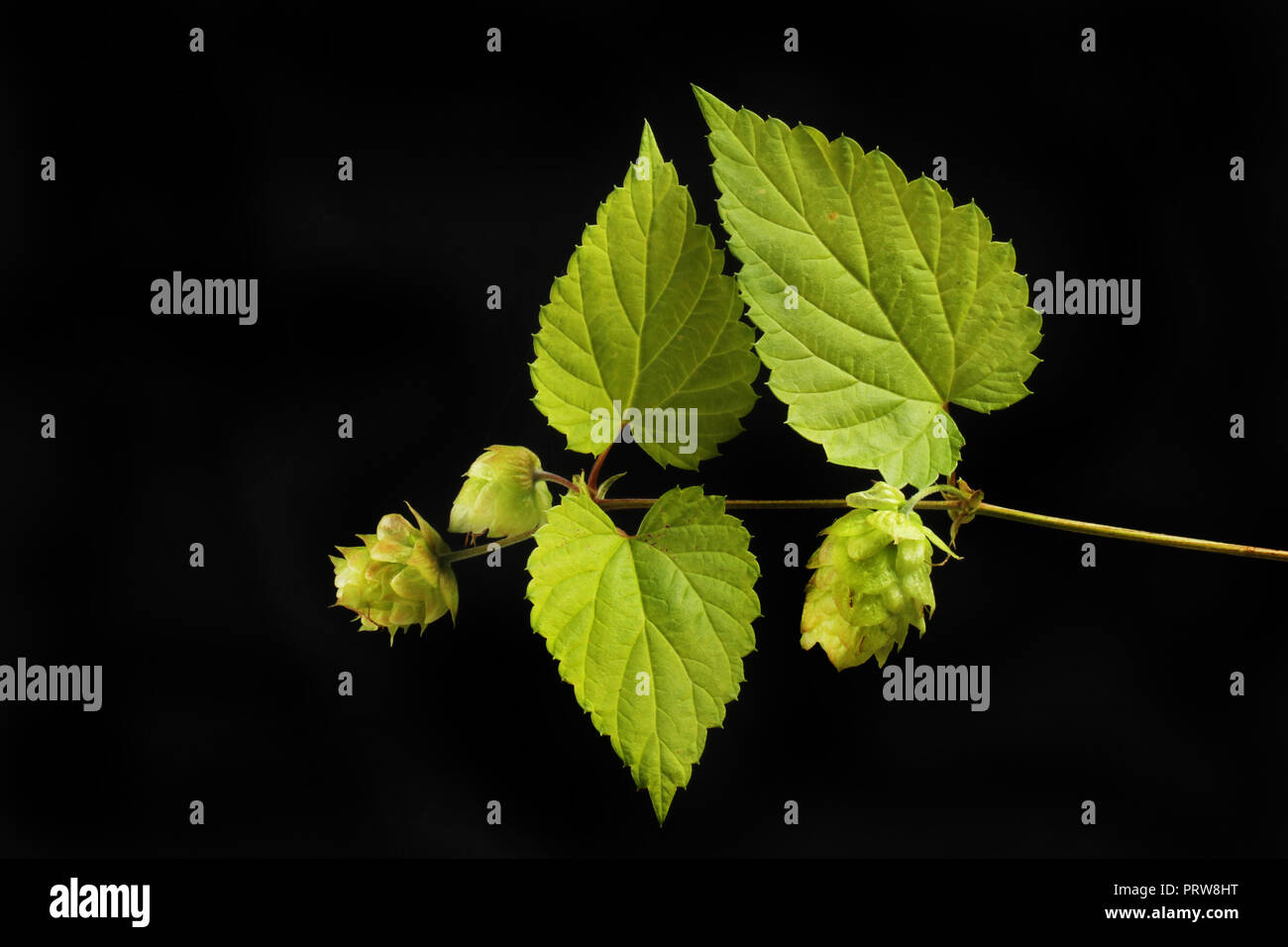 Golden hop, leaves and hops isolated against black Stock Photo - Alamy
