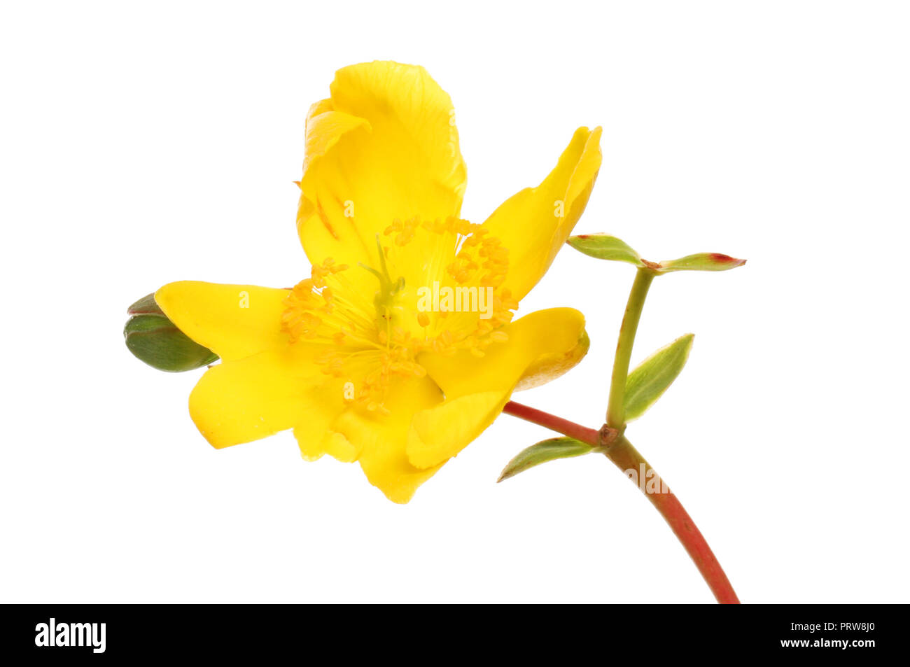 Yellow hypericum flower isolated against white Stock Photo - Alamy
