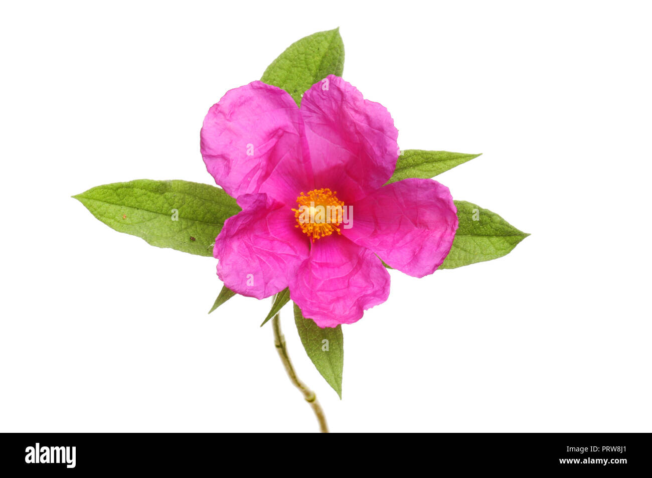 Magenta rock-rose flower, Cistus incanus, isolated against white Stock ...