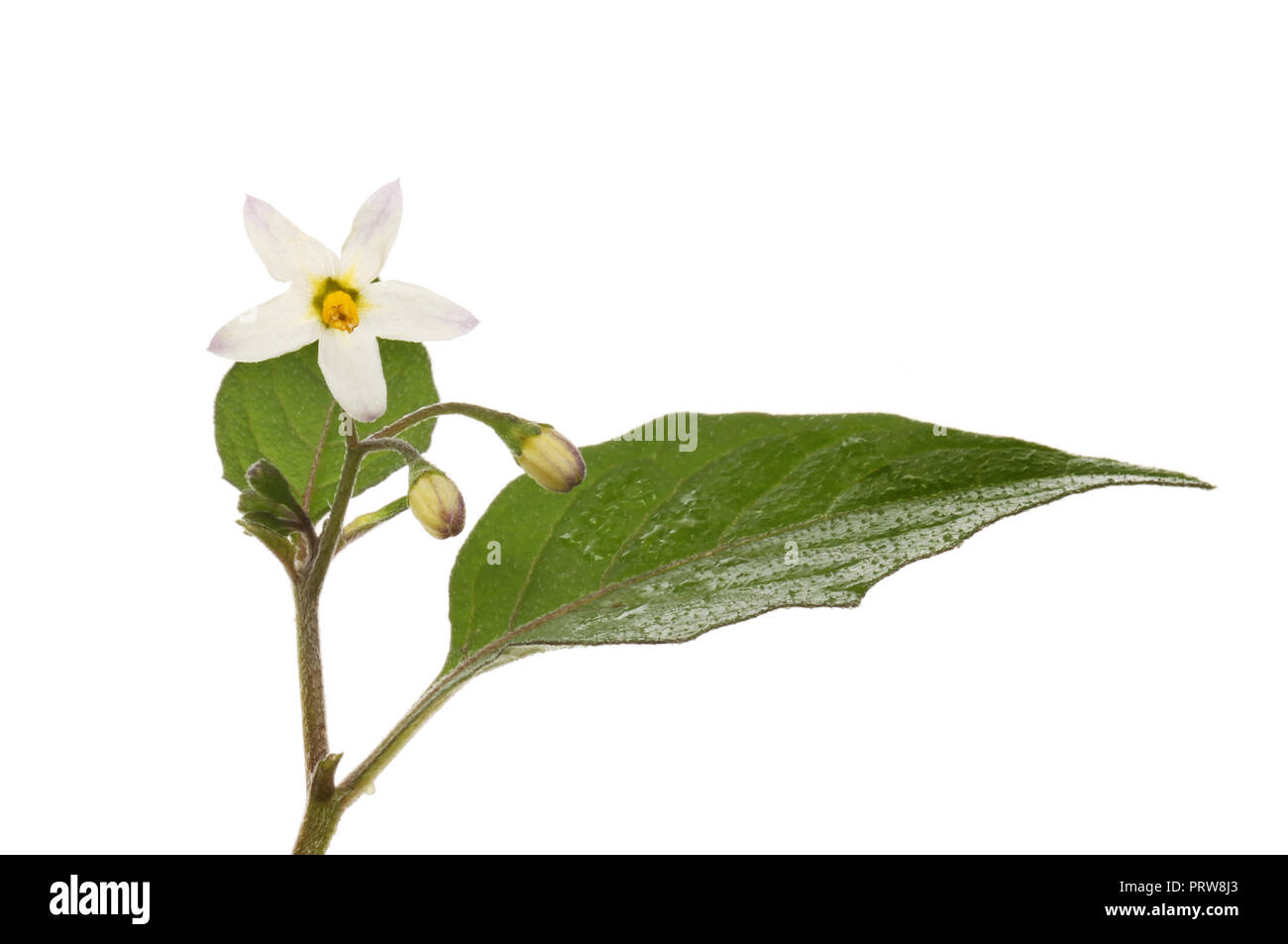 Black nightshade, Solanum nigrum, flowers foliage isolated against ...
