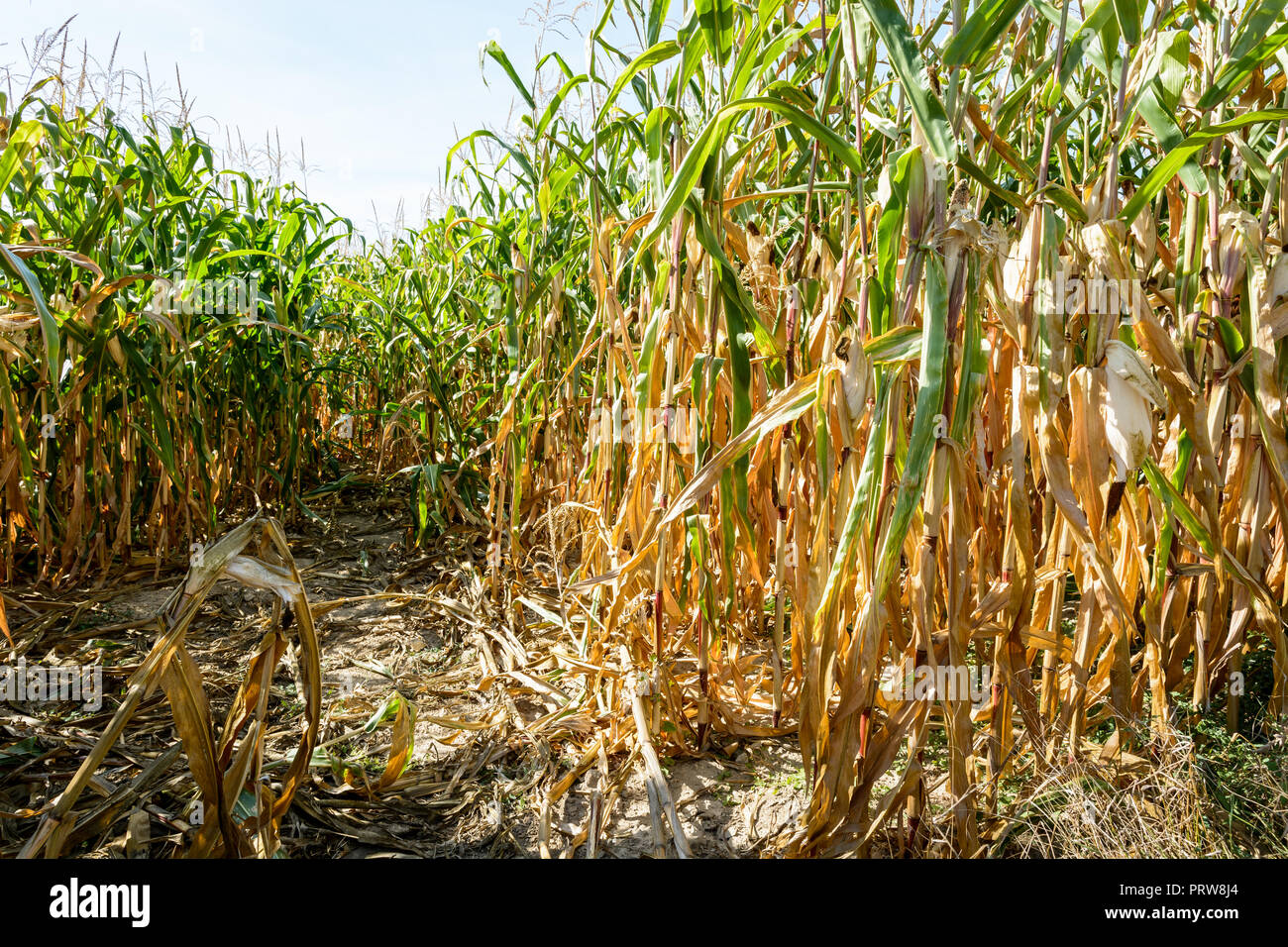Hit by drought hi-res stock photography and images - Alamy