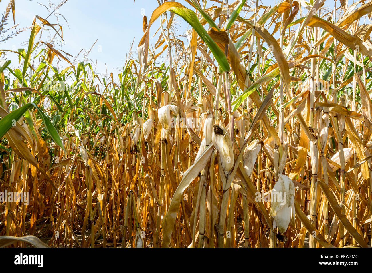 Drought hits corn crop. Corn plants in a field affected by drought ...