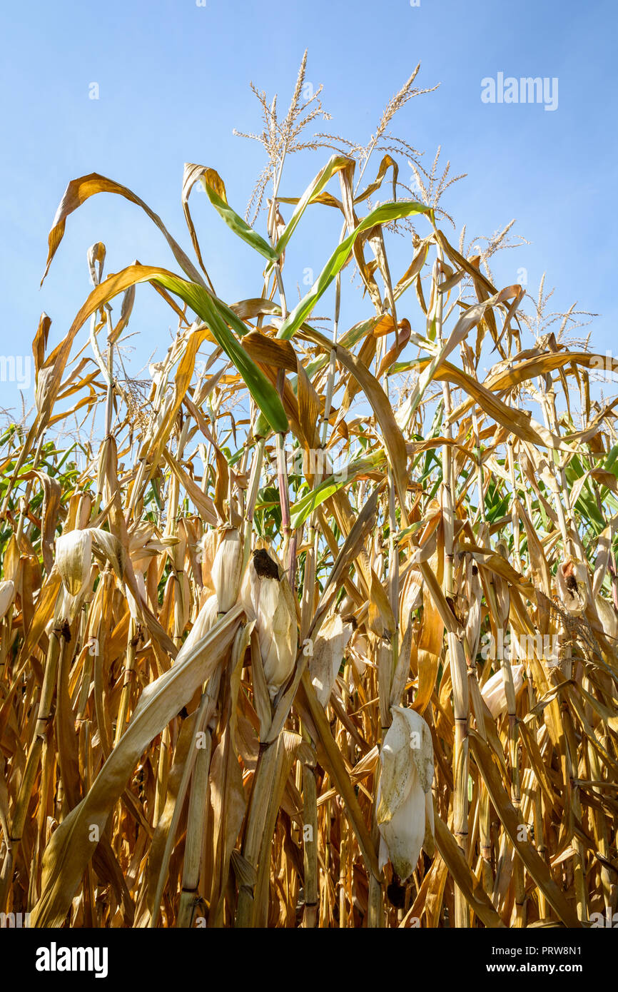 Drought corn hi-res stock photography and images - Alamy
