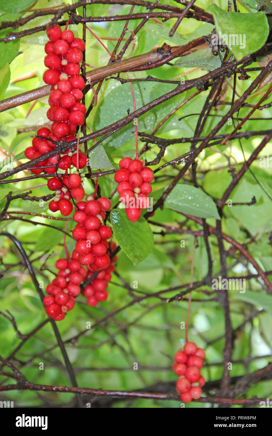 I chinensis hi-res stock photography and images - Alamy