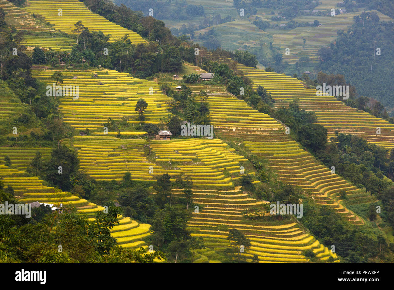 terraced rice fields in Hoang Su Phi in Ha Giang province in Vietnam Stock Photo - Alamy