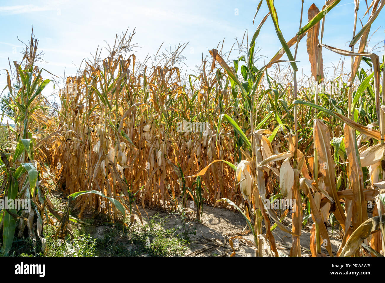 Maize plant drought hi-res stock photography and images - Alamy