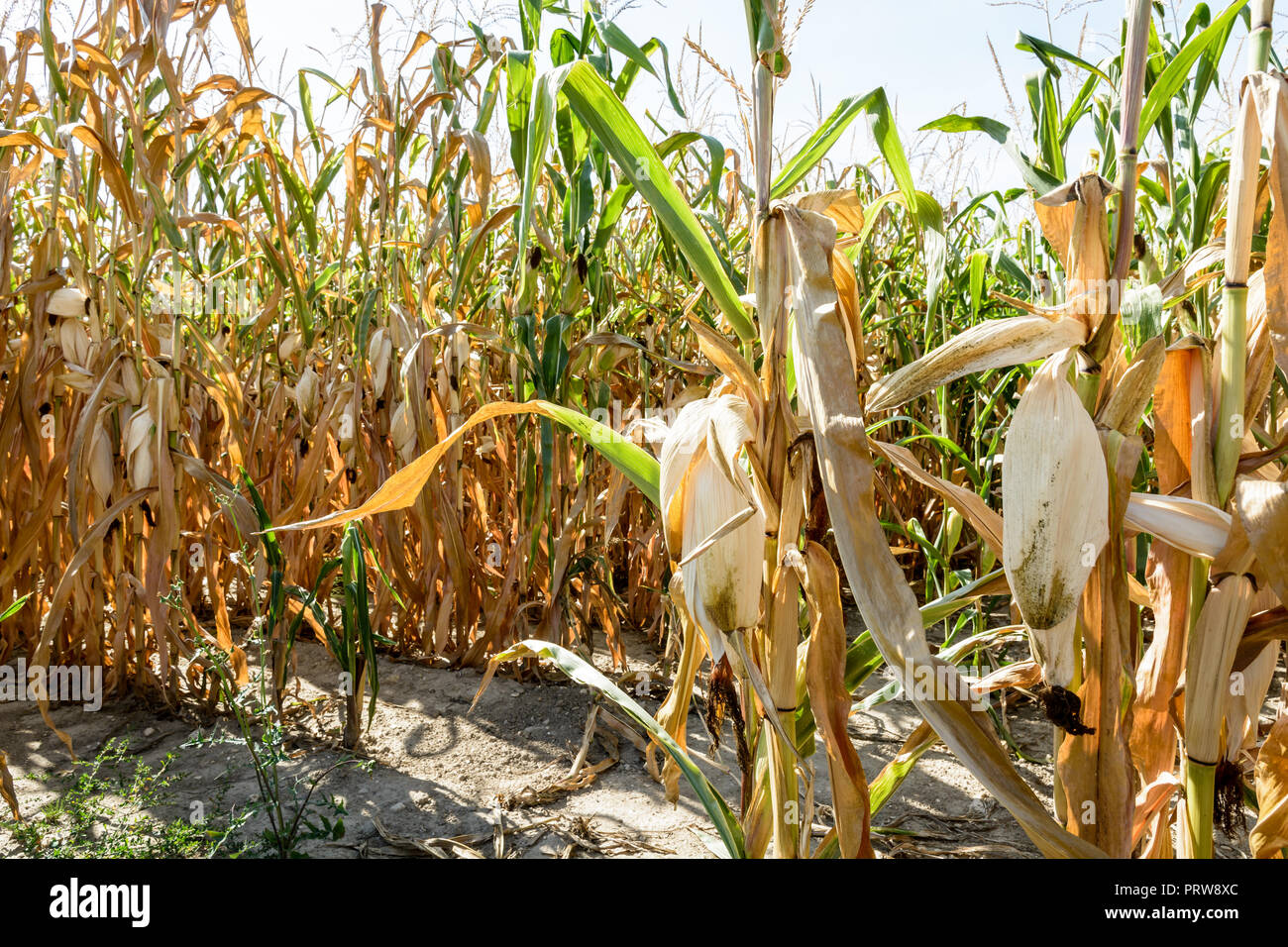 Corn crop suffering from drought. Corn plants in a field affected by ...