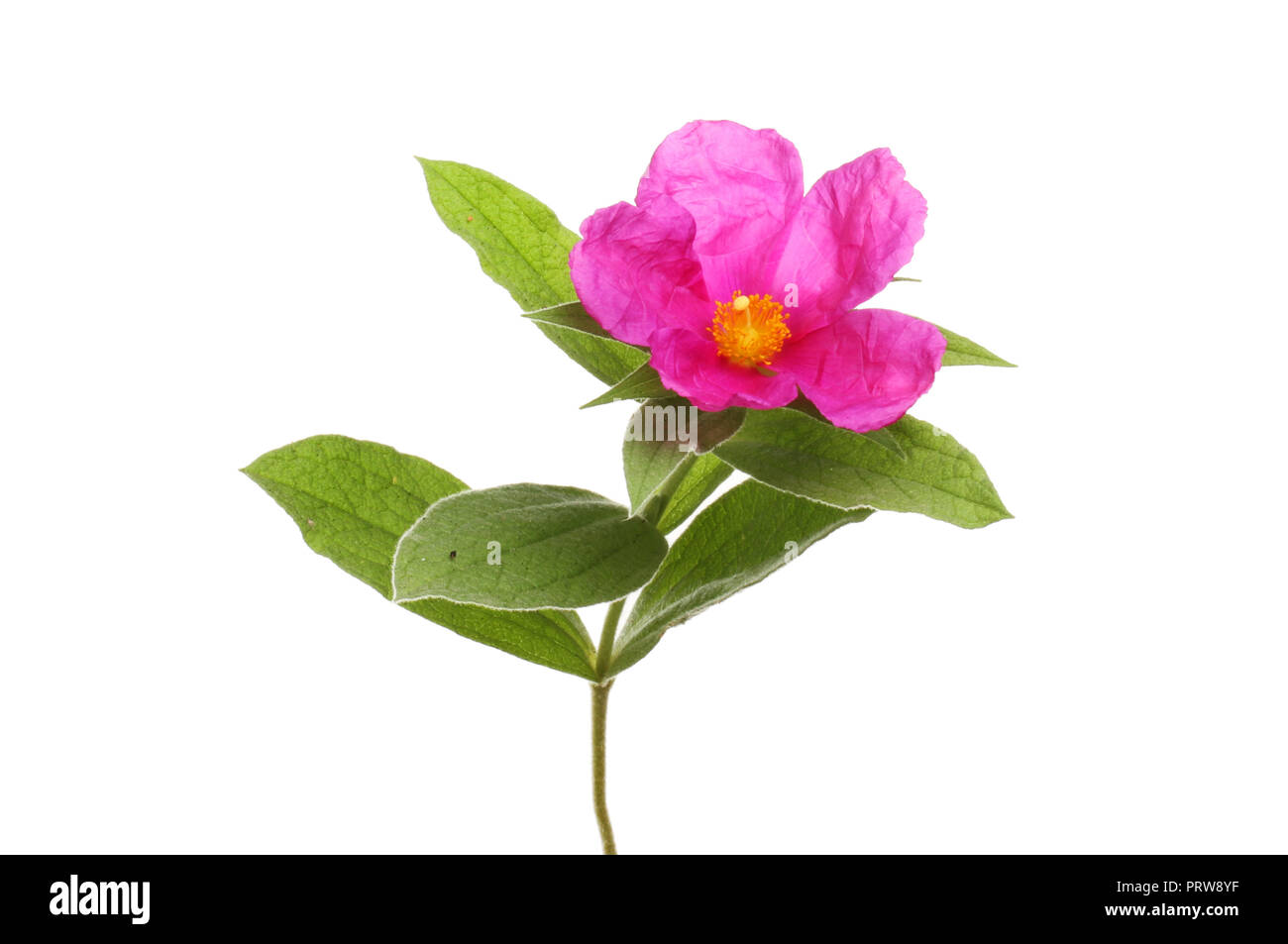 Magenta rock-rose flower, Cistus incanus, isolated against white Stock ...