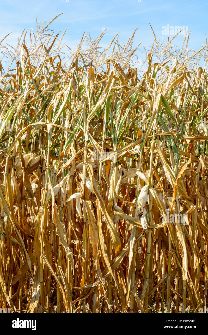 Corn crop suffering from drought. Front view of dry corn plants in a ...