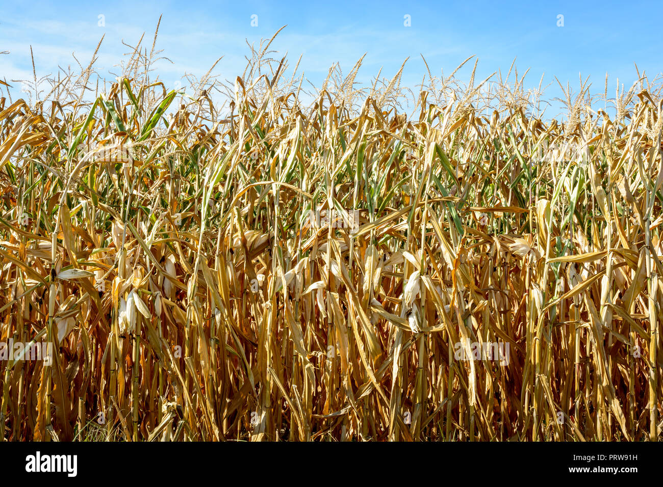 Drought hits corn crop. Front view of dry corn plants in a field ...
