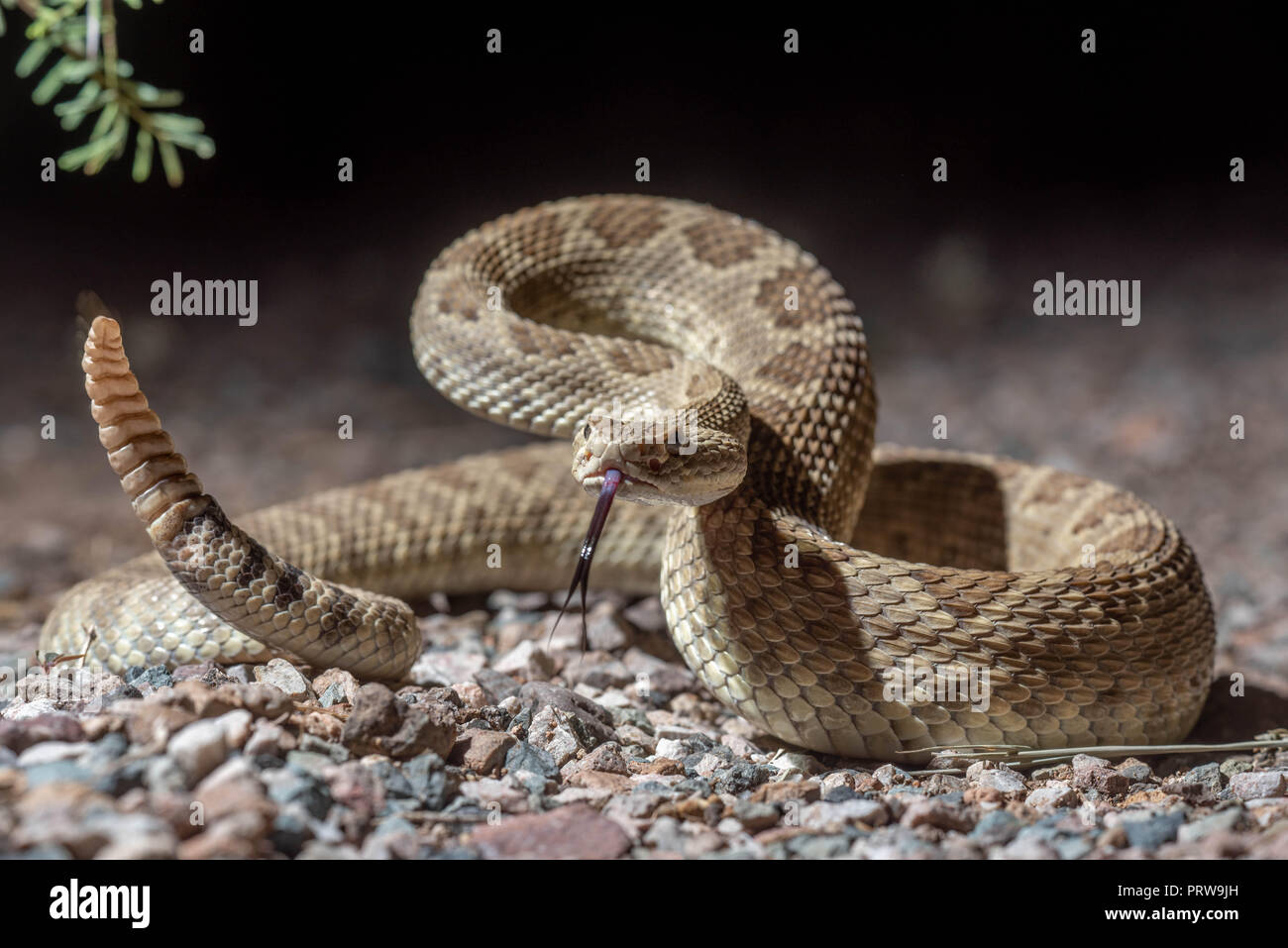 Mohave rattlesnake hi-res stock photography and images - Alamy
