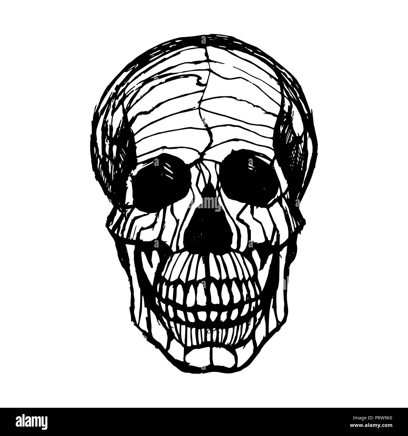 Sketch style bone Black and White Stock Photos & Images - Alamy