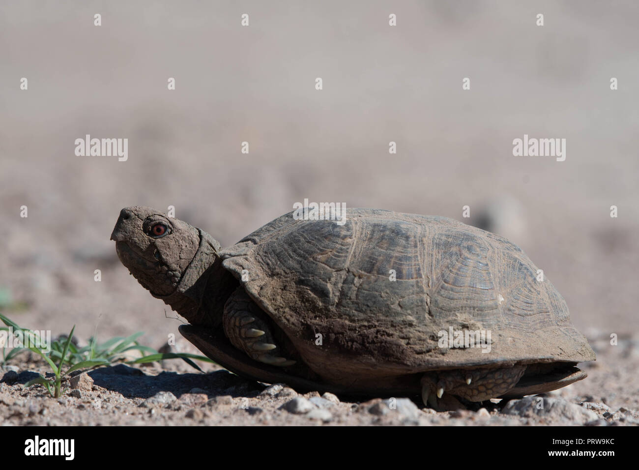 Male Desert Box Turtle, (Terrapene ornate luteola), Cochise co ...