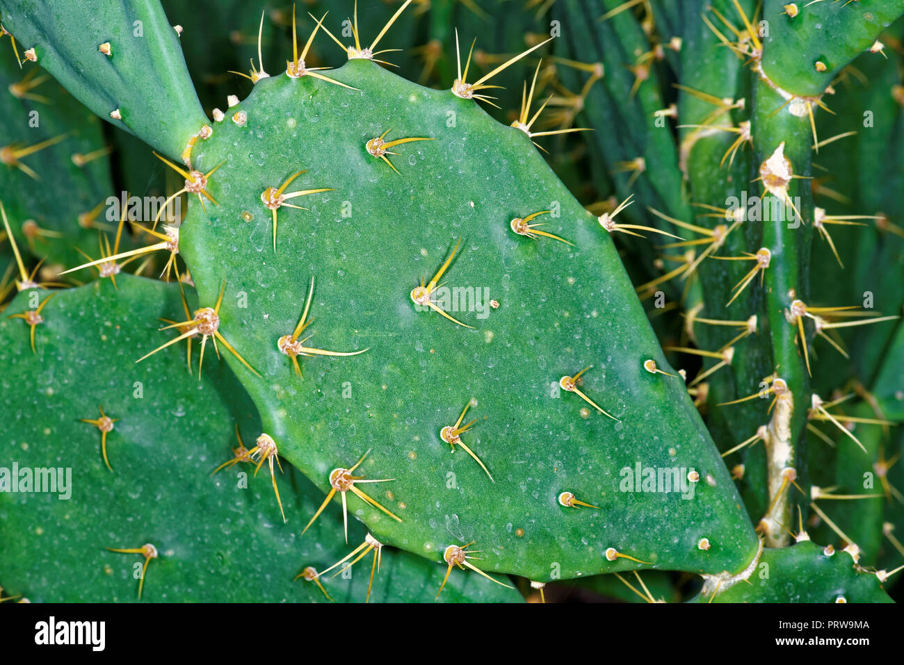 Opuntia dillenii s a large sized species of cactus that is endemic in ...