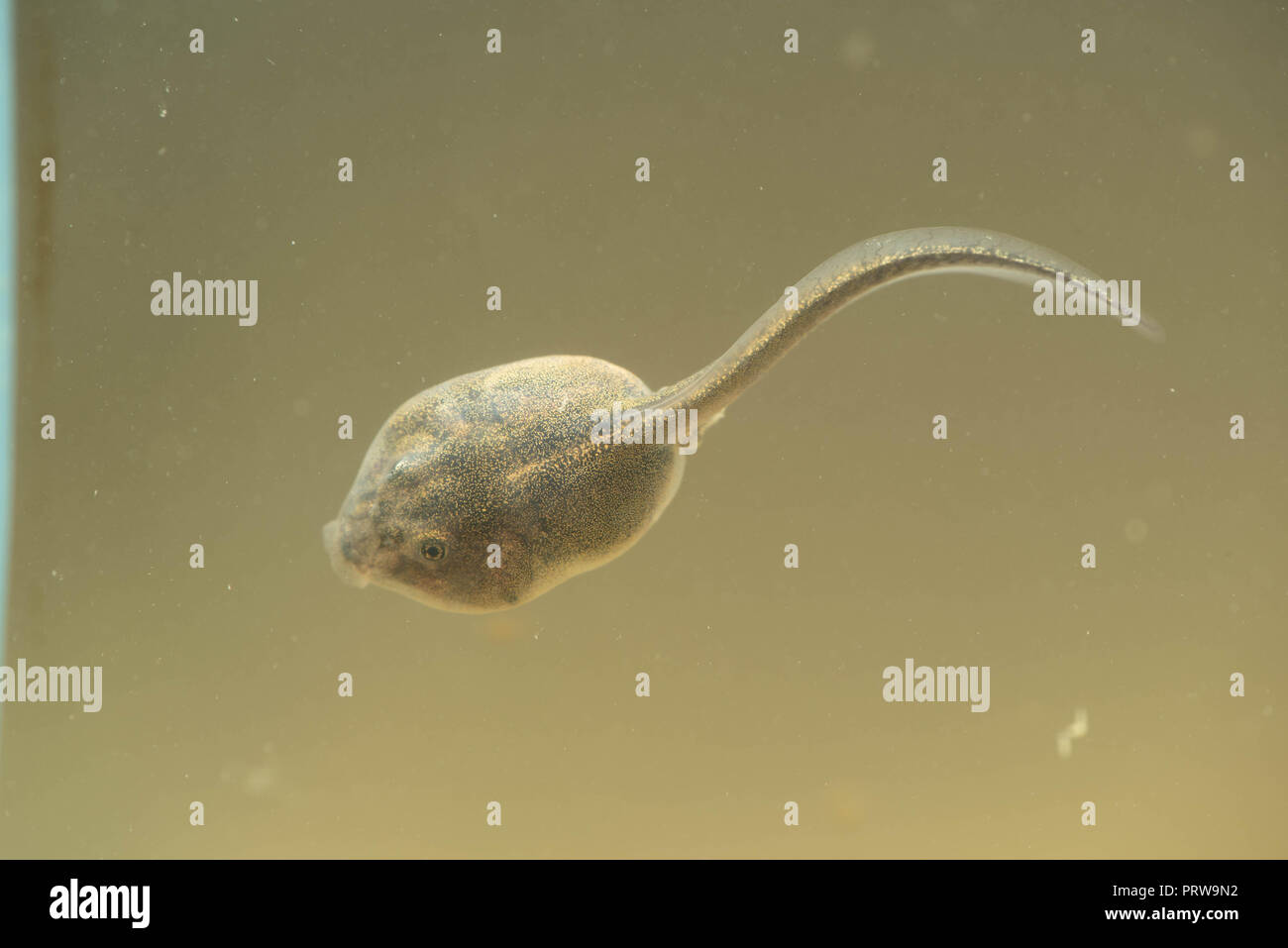 Spadefoot toad tadpole hi-res stock photography and images - Alamy