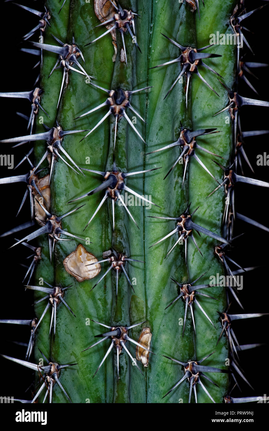 Pachycereus is a genus of 9–12 species of large cacti native to Mexico ...
