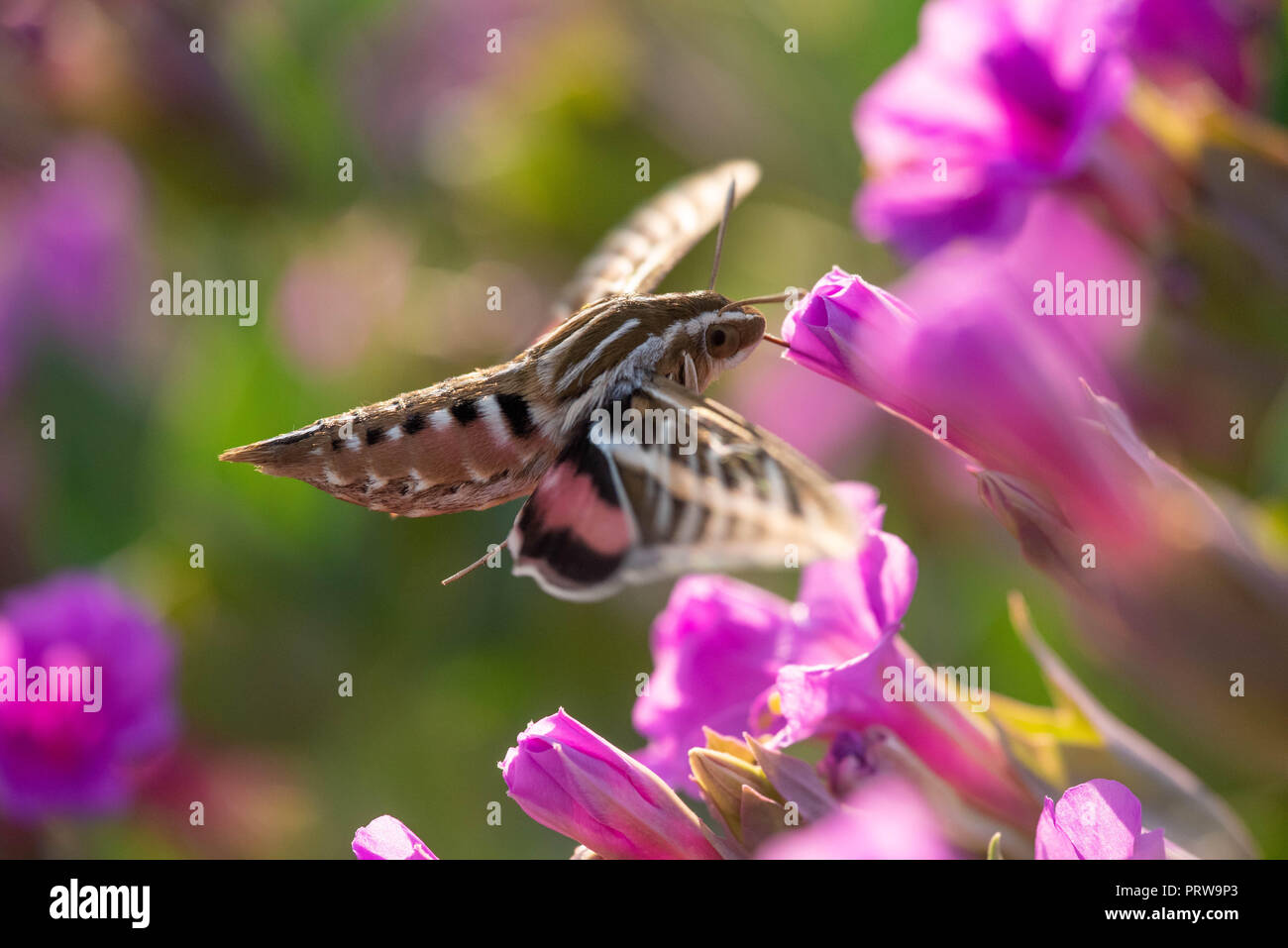 White-lined Sphinx Moth, (Hyles lineata), on Colorado Four O'clock ...