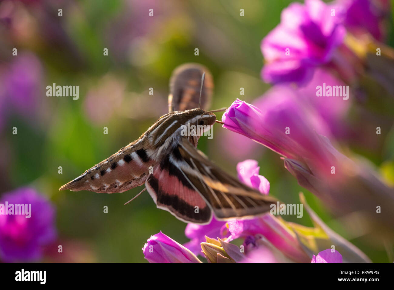 White-lined Sphinx Moth, (Hyles lineata), on Colorado Four O'clock ...